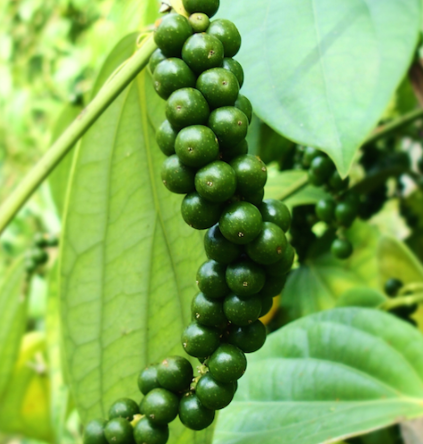 Voyage en Terres de Poivres - Le Mag' Guy Demarle