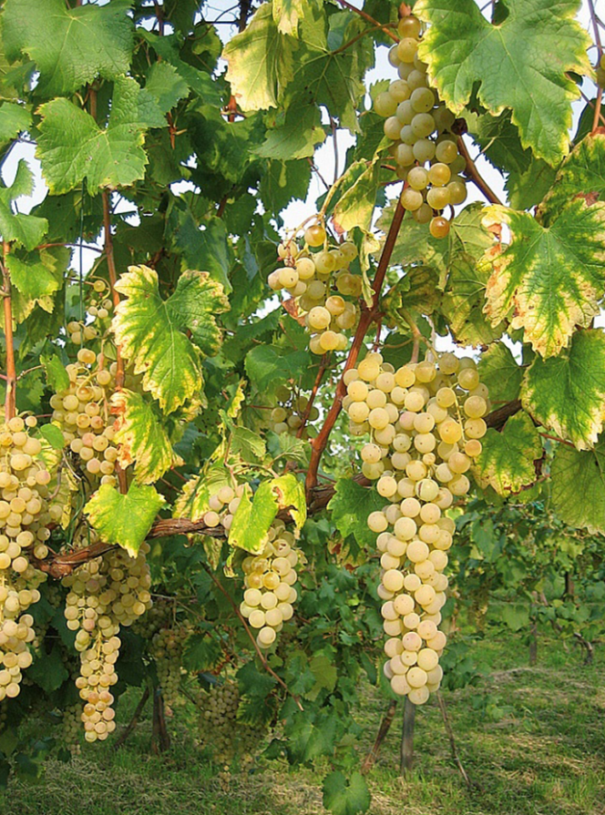 A la découverte du Vinaigre Balsamique blanc Leonardi - Le Mag' Guy Demarle