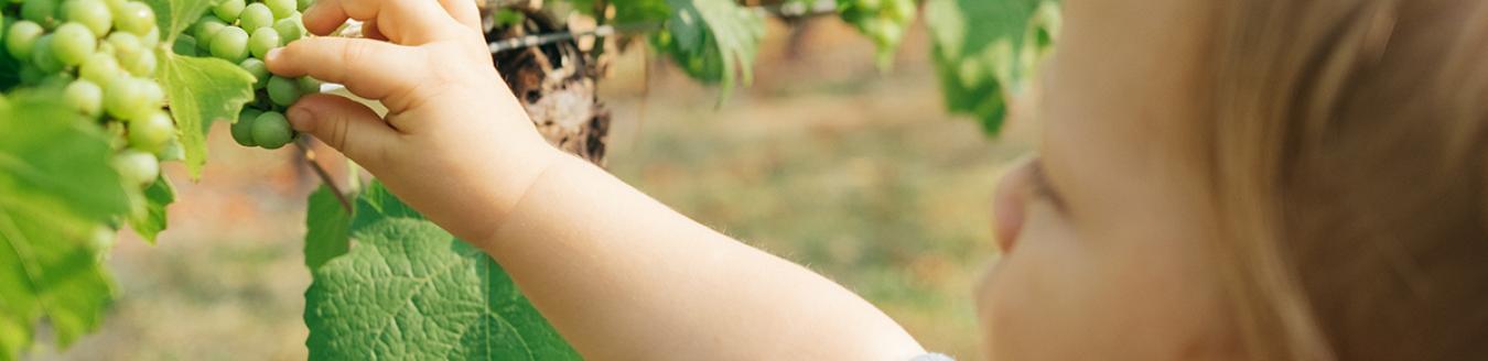Comment faire manger des fruits aux enfants ? - Le Mag' Guy Demarle