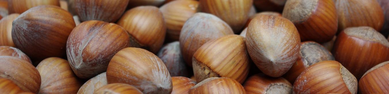 5 choses que vous ignorez peut-être sur la noisette - Le Mag' Guy Demarle